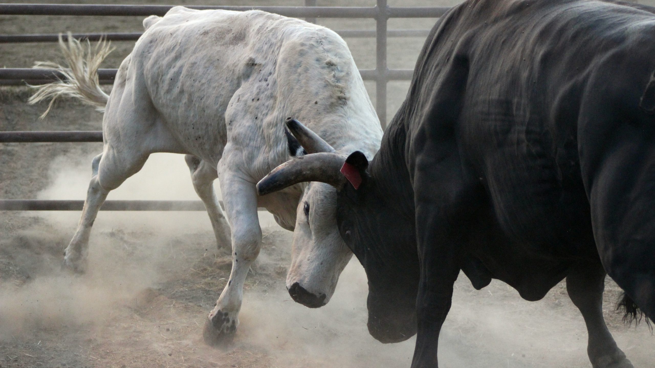 The Moral Outrage Game - American Reformer