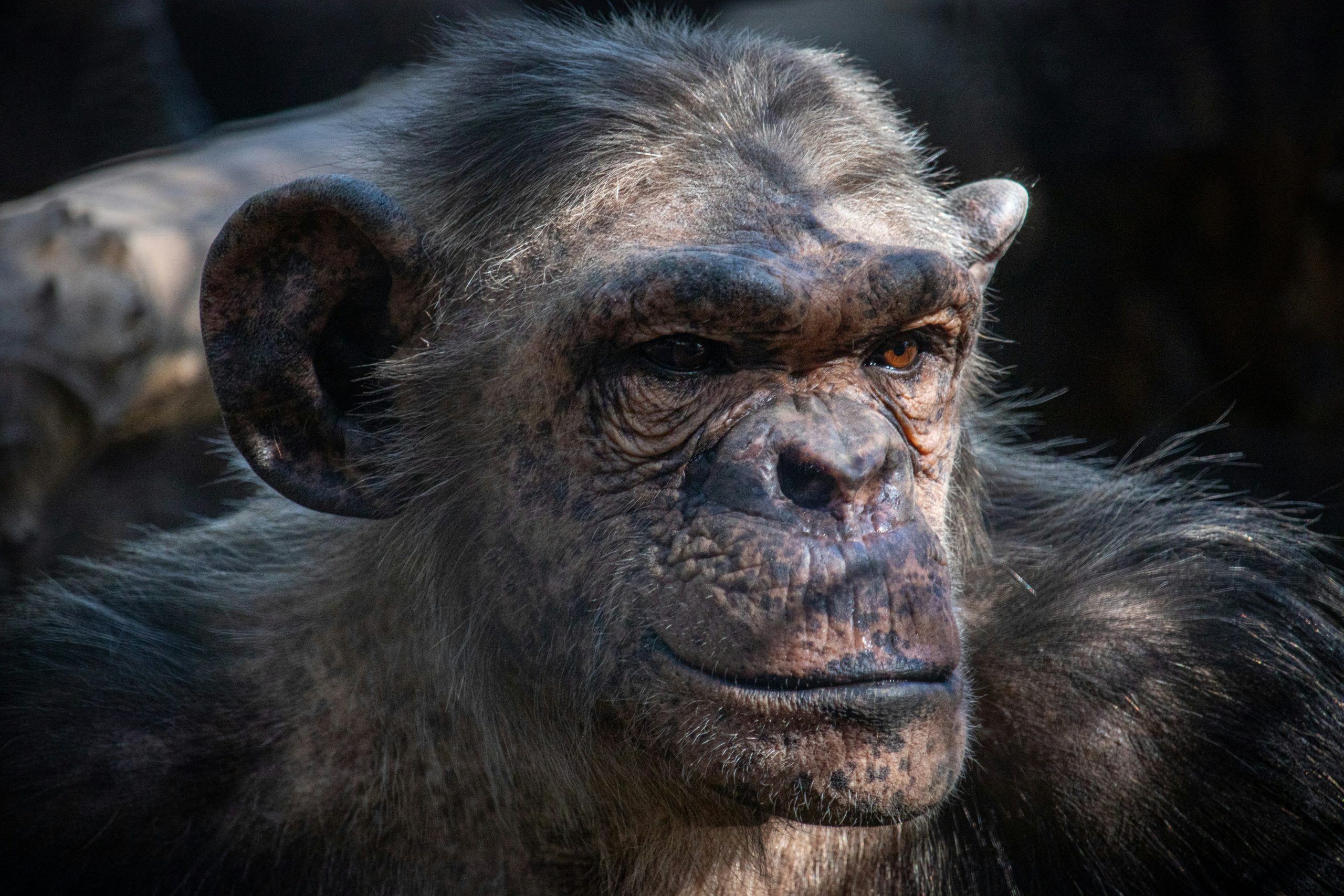Trust the Plan, Always Chimp - American Reformer